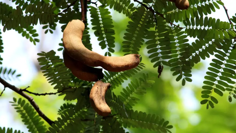 The Ultimate Guide to Starting Your Own Tamarind Plantation at Home ...