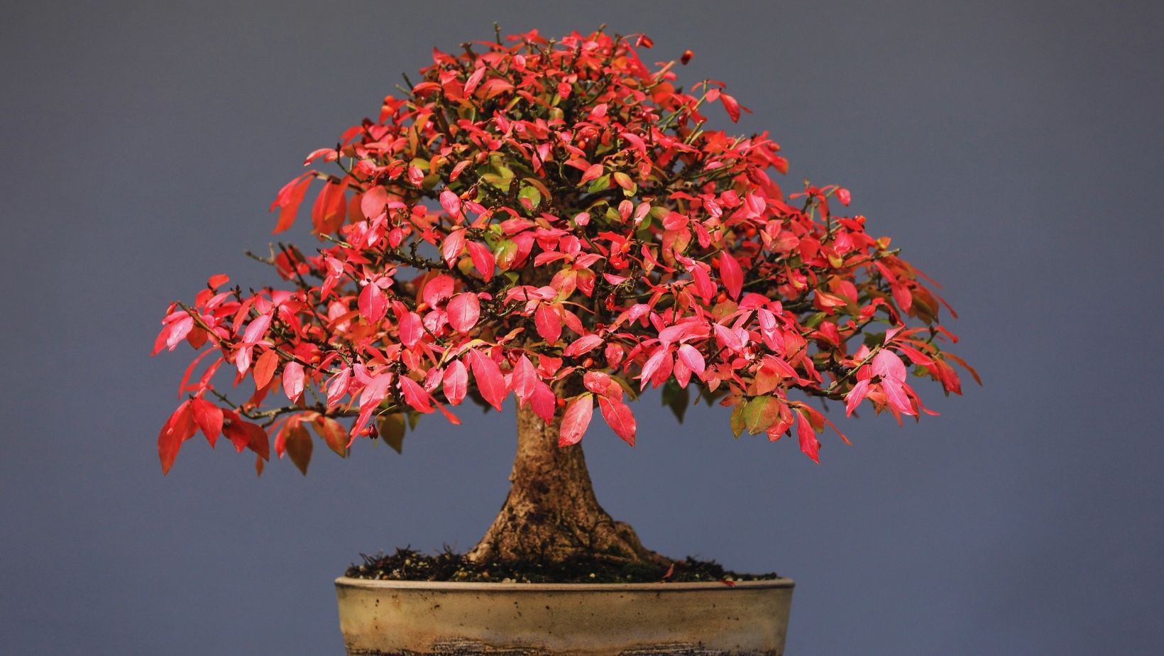 Unlocking the Secrets of Bonsai: A Journey through History and ...