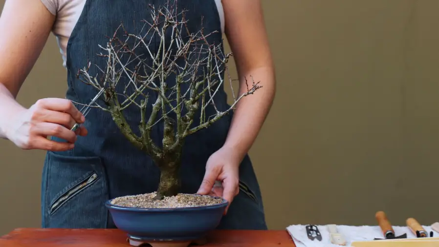 "Bonsai Pruning Techniques: Crafting Balance And Elegance" - Bonsai Nursery