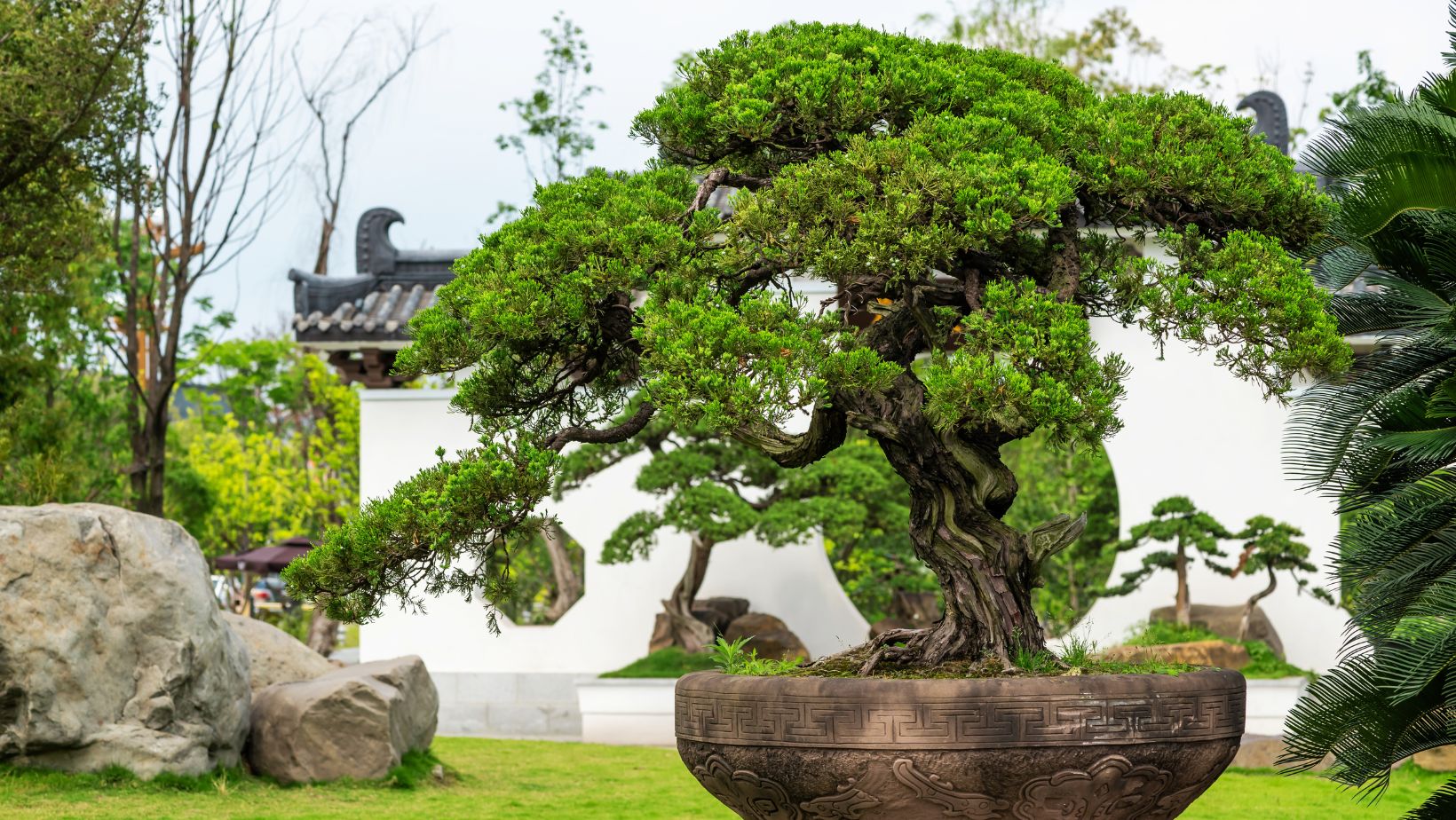 What is So Special About a Bonsai Tree? Unveiling Its Charm! - Bonsai ...