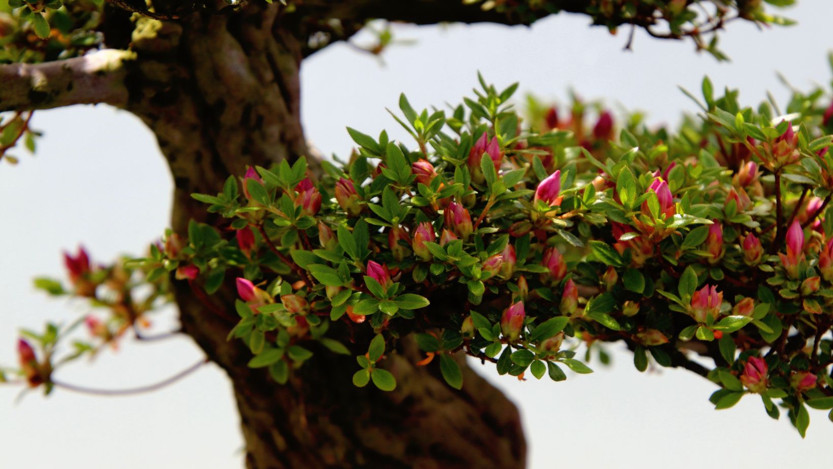 Tree Vs Bonsai : Unveiling the Power of Miniature Marvels - Bonsai Nursery