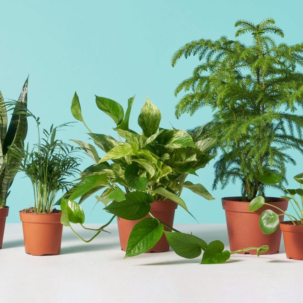 Top 10 Low-Maintenance Plants for Busy Gardeners - Bonsai Nursery